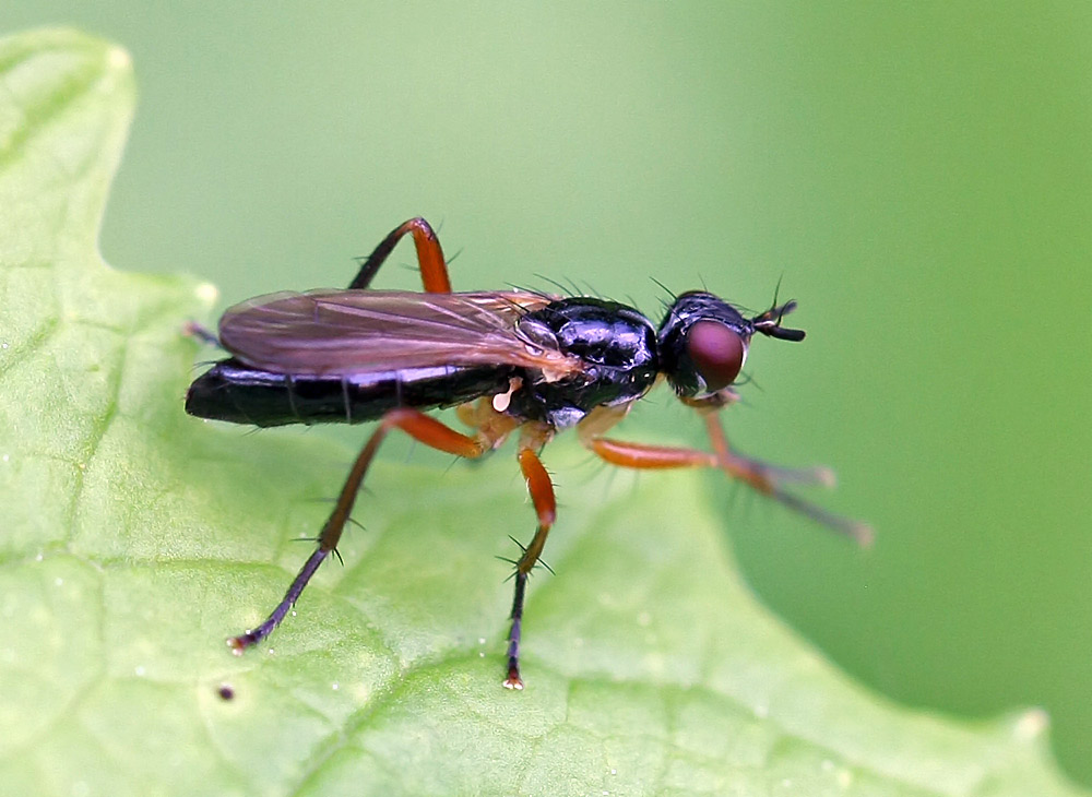 Sort flue med røde lår? - Naturbasen