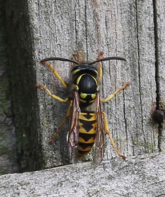 Hvilken Gedehams? - Naturbasen