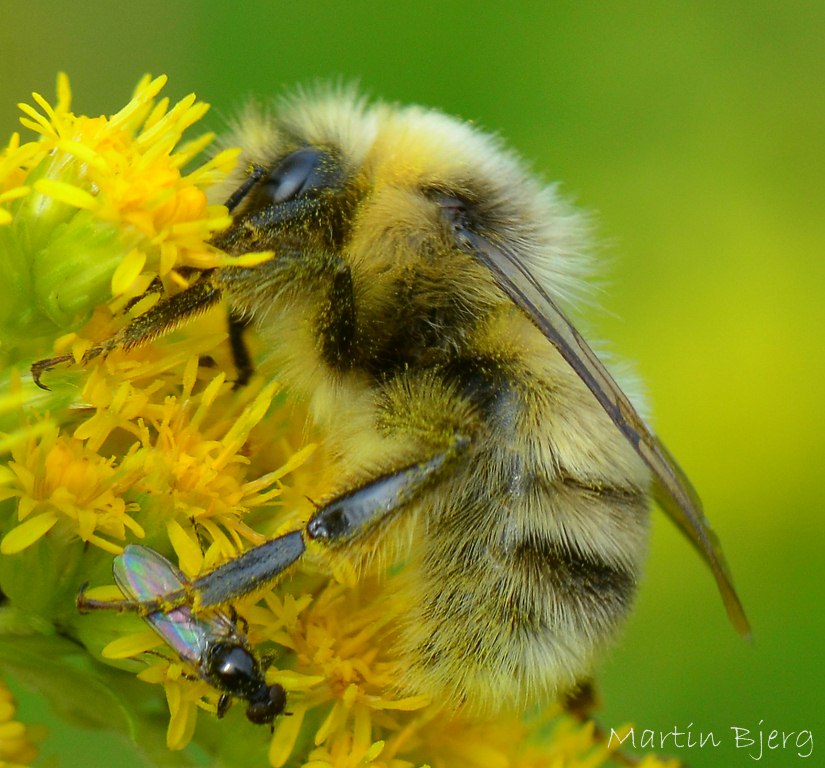 Hvilken humle? - Naturbasen