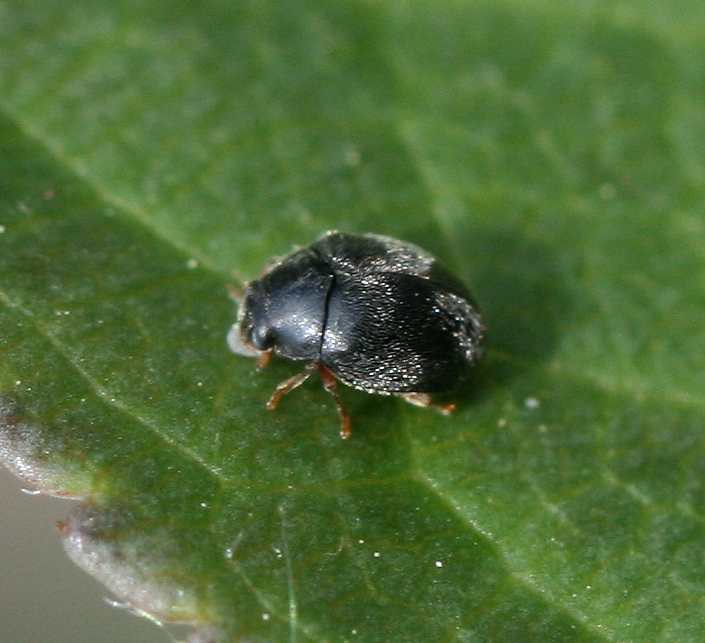 Sort minibille? - Naturbasen