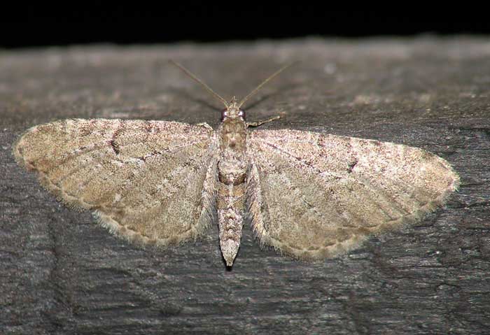 Bleg Eupithecia vulgata? - Naturbasen