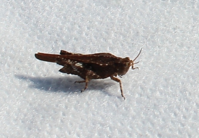 Hvilken stor cikade - Naturbasen