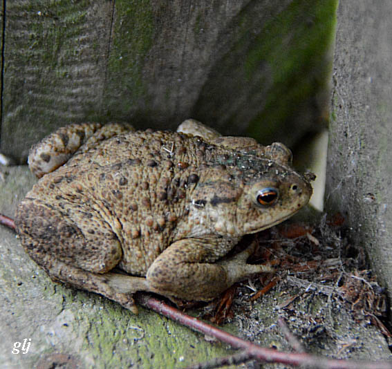 Kan en tudse gå på trapper ? - Naturbasen