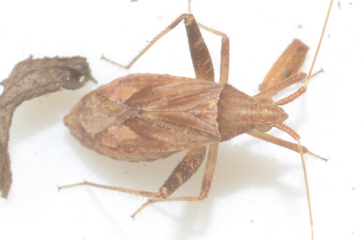 Phytocoris ulmi? - Naturbasen