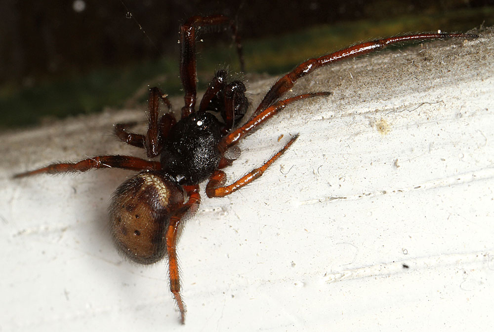 Hus-edderkop - Naturbasen