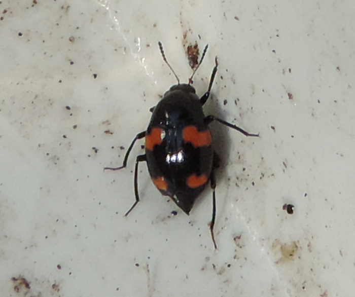 Sort bille med fire orange pletter følehorn ikke køller - Naturbasen