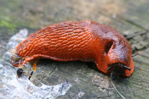 Rød skovsnegl eller dræbersnegl? - Naturbasen