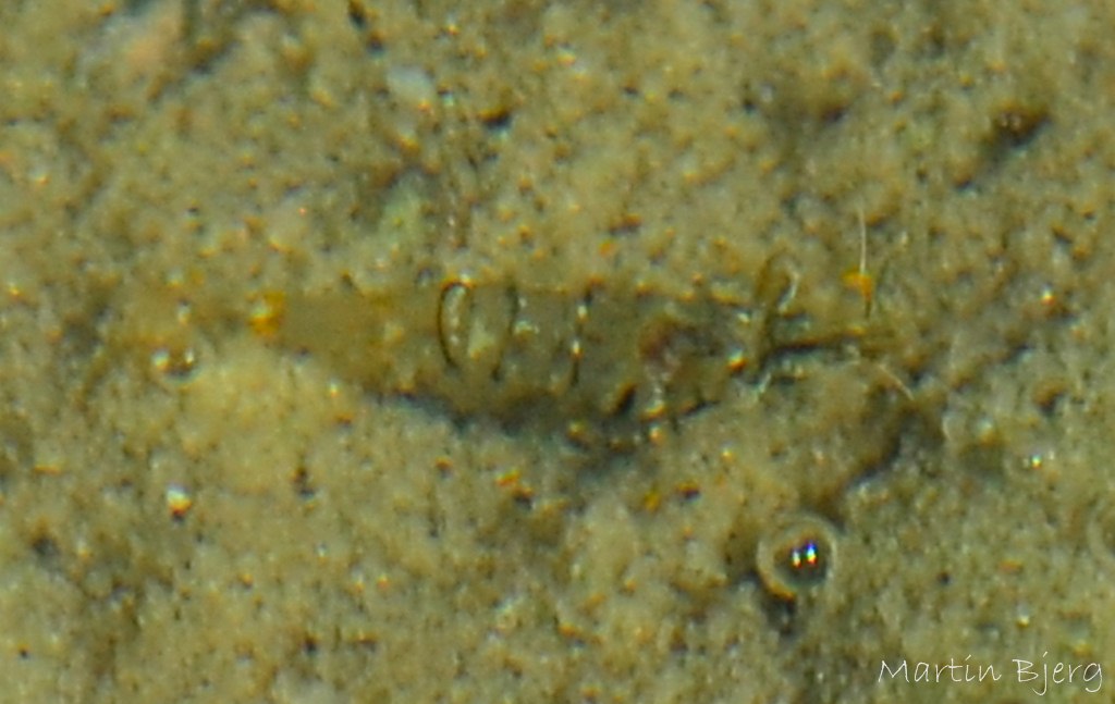 Reje 2. - Naturbasen