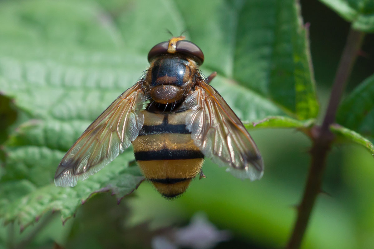 Hvilken flue med gul øjesøm ? - Naturbasen
