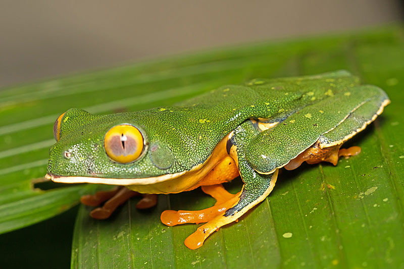 Grøn frø - Costa Rica? - Naturbasen