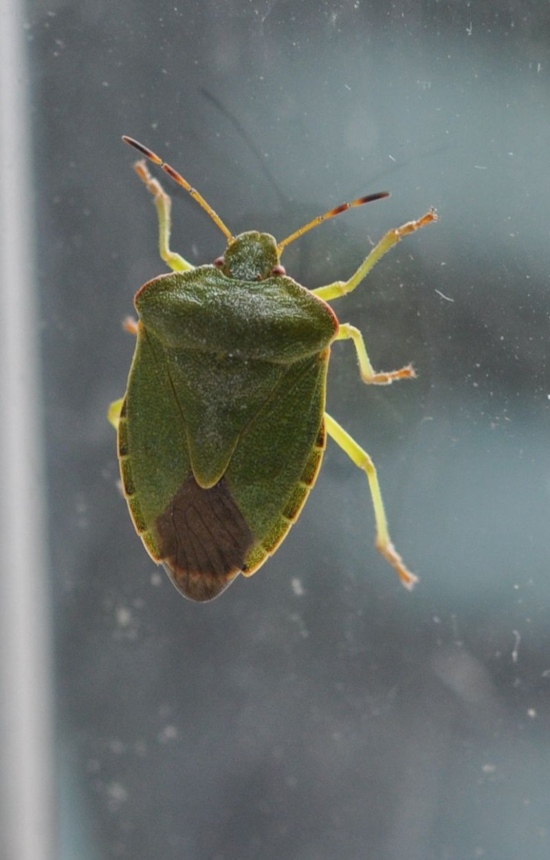 Grøn bredtæge? - Naturbasen