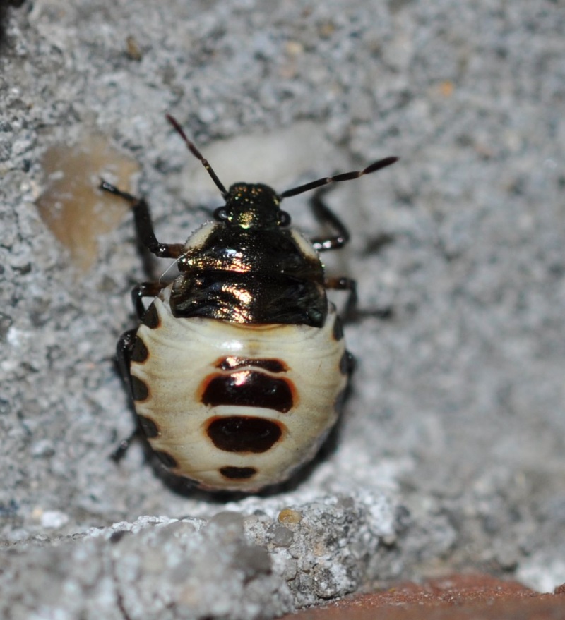 Hvilken tægenymfe? - Naturbasen