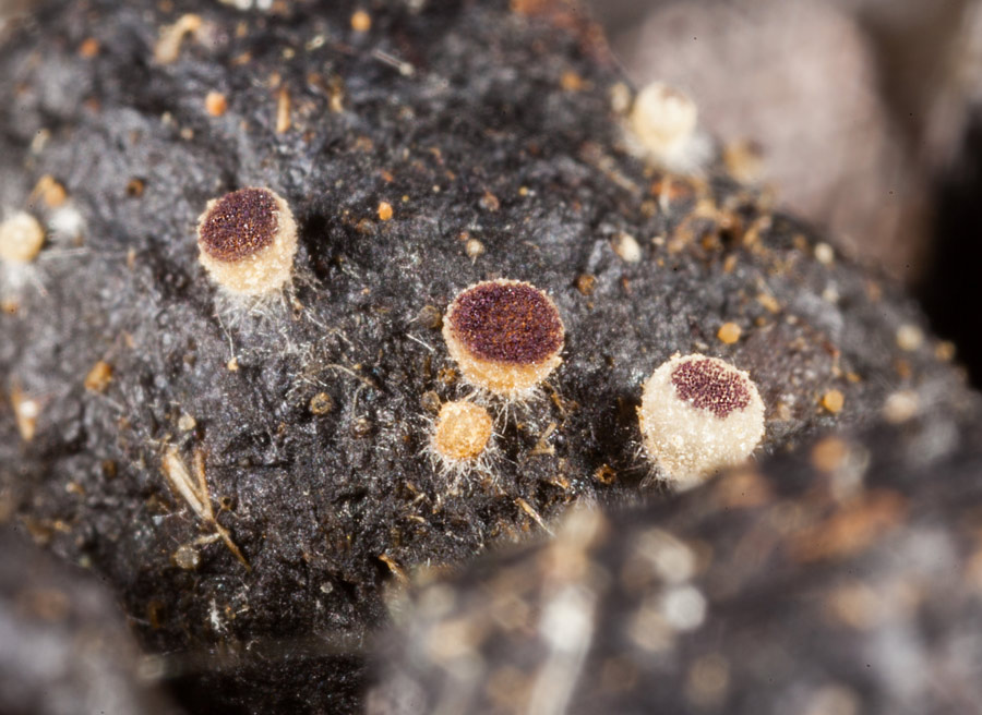 Prikbæger sp. Ascobolus sp.? - Naturbasen