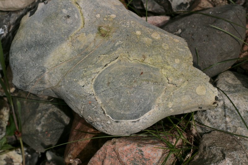Versteinerter Seeigel? - Naturbasen