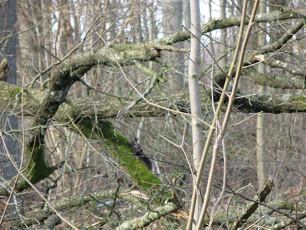 Egern - med farven sort - Naturbasen