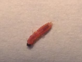 Larve, rød, 5 mm? - Naturbasen