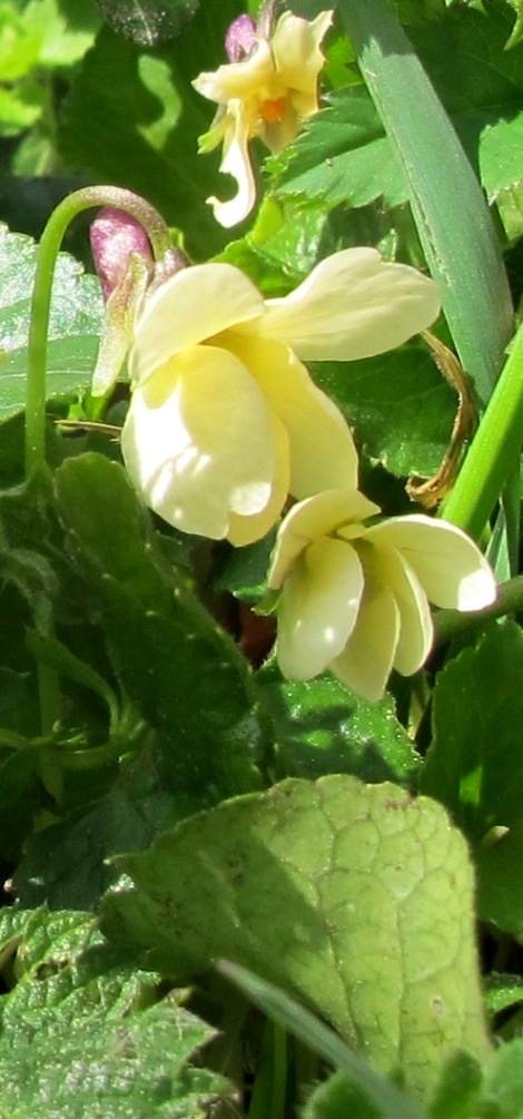 Marts-Viol uden duft? - Naturbasen