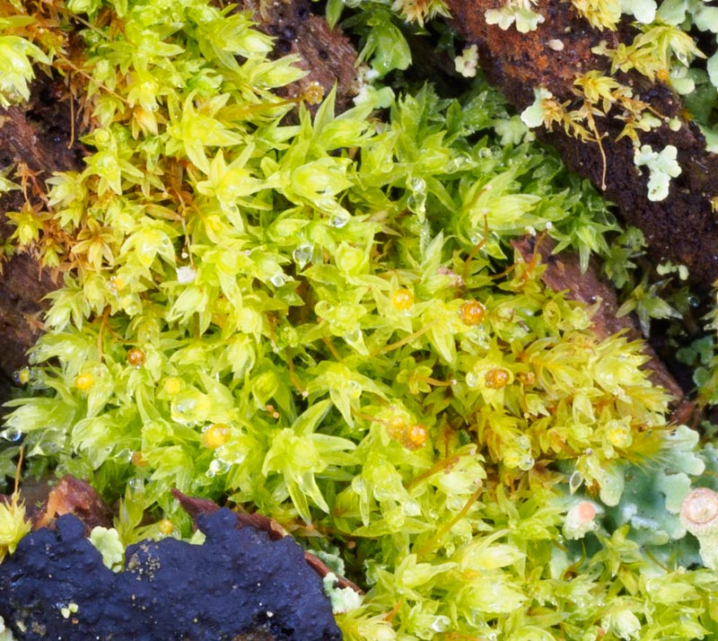 Hvilken lille lysegrøn mos? - Naturbasen