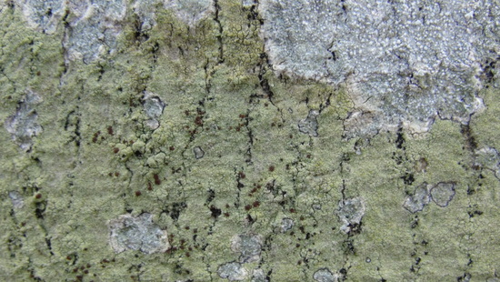 Pyrrhospora? - Naturbasen