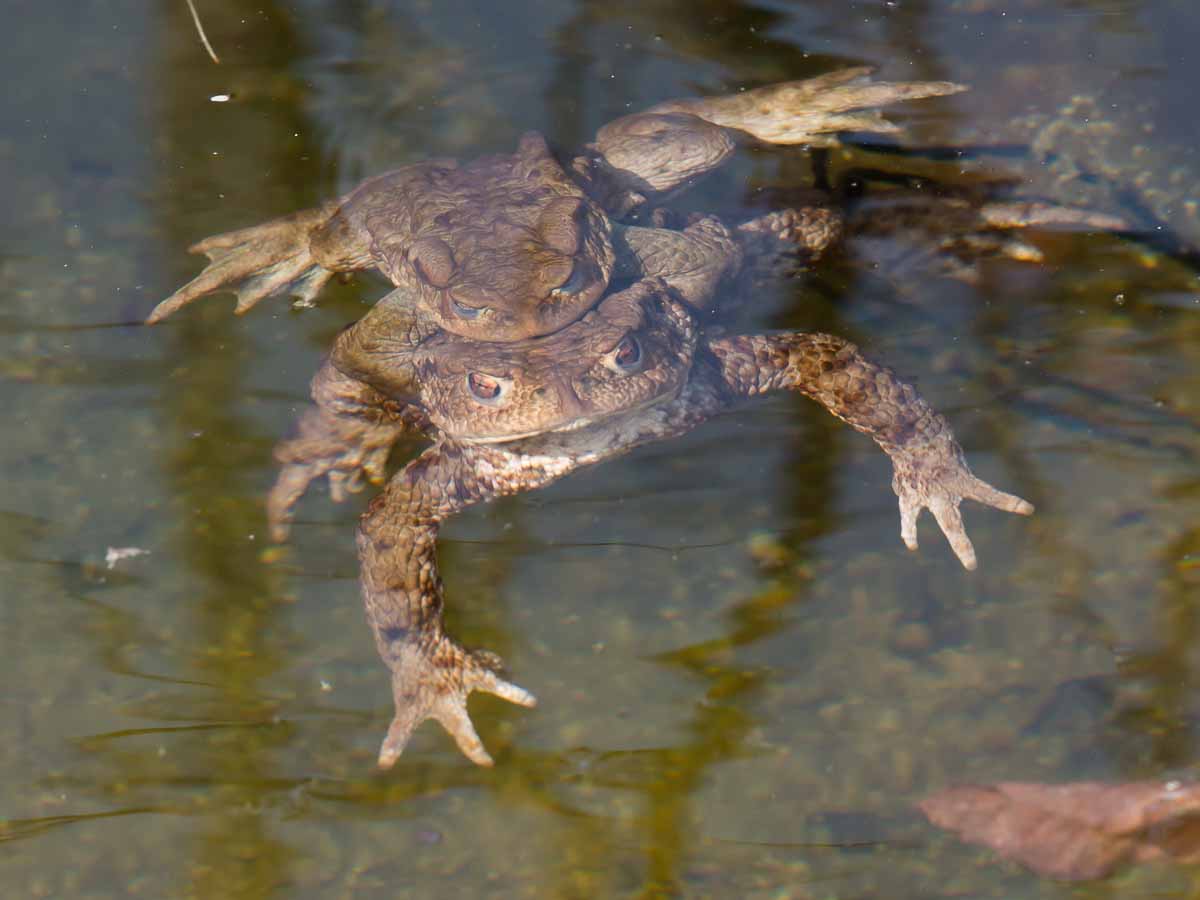 Tudser fra Landbohøjskolen - Naturbasen