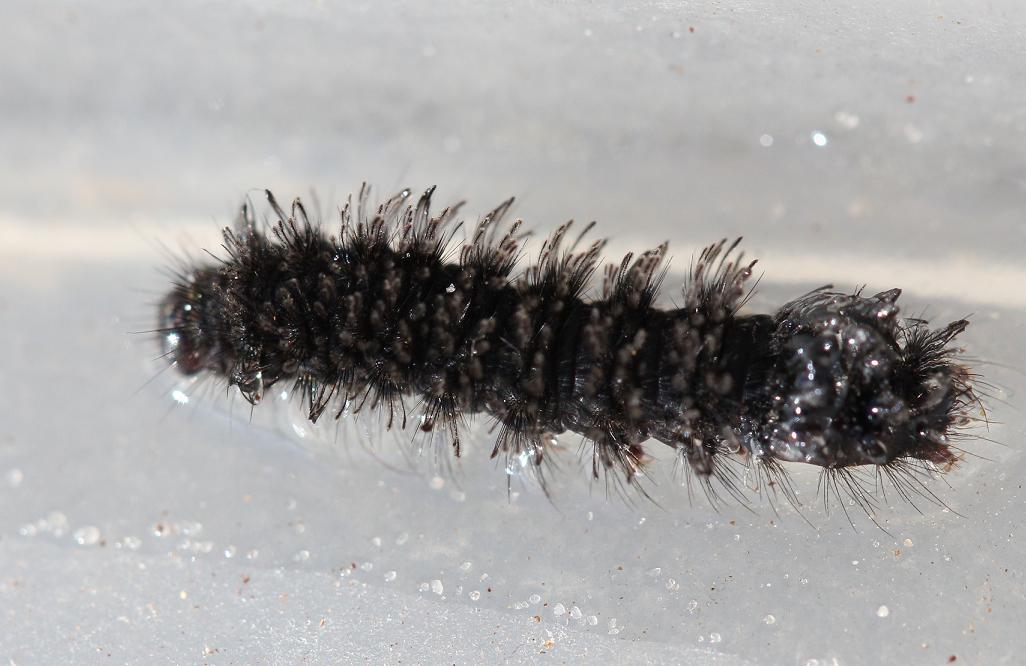 Hvilken sort larve? - Naturbasen