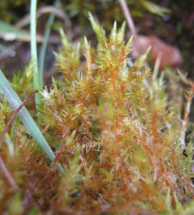 Rødgrenet mos? - Naturbasen