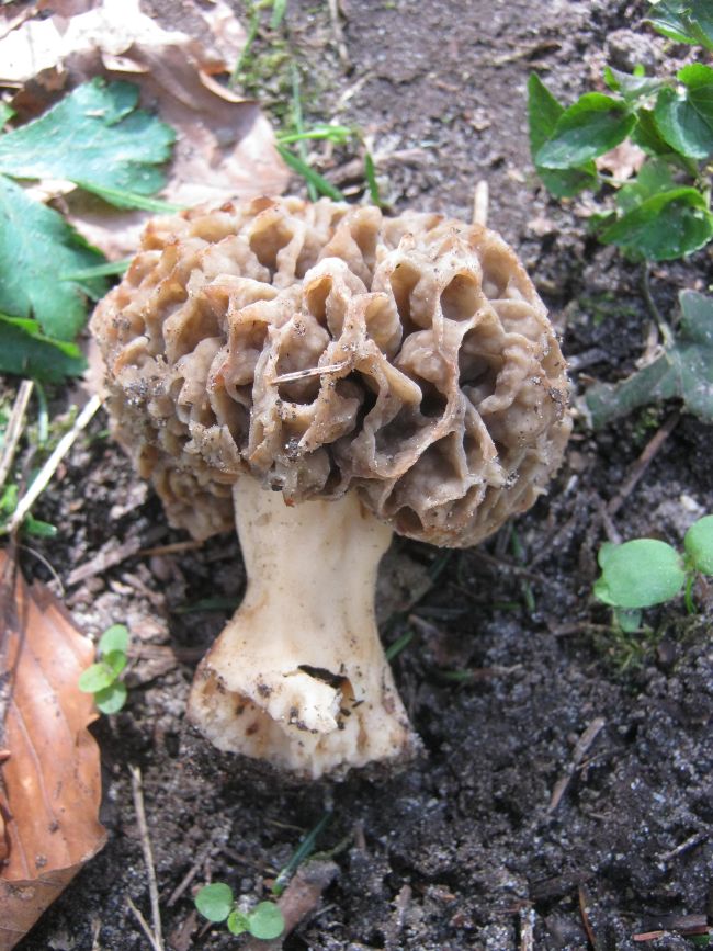 Spiselig morkel (Morchella esculenta)? - Naturbasen