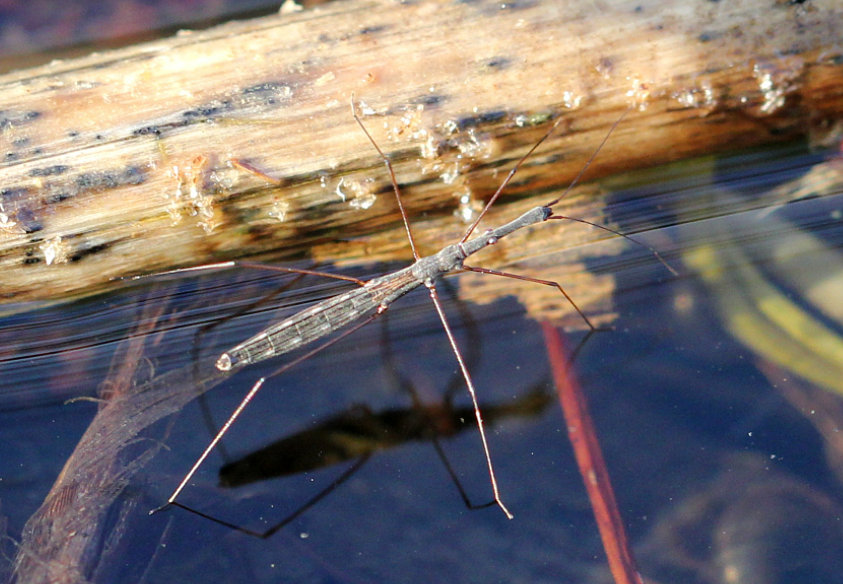 Hvilken "vandrende pind"? - Naturbasen
