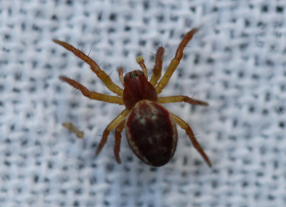 Hvilken sjov rød edderkop? - Naturbasen