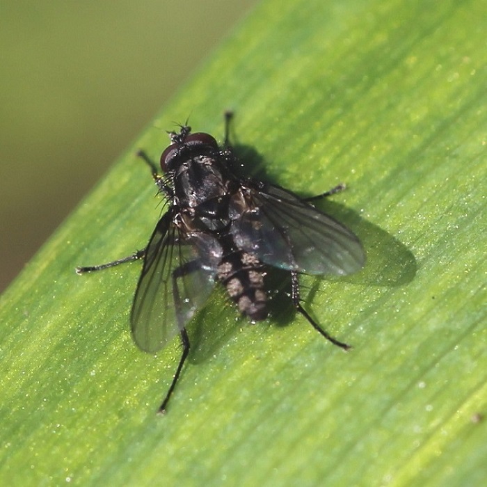 Hvilken flue? - Naturbasen