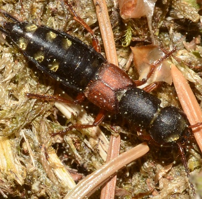 Staphylinus erythropterus (Lille Kejserrovbille)? - Naturbasen