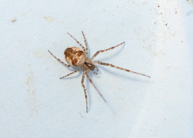 Hvilken edderkop - Naturbasen