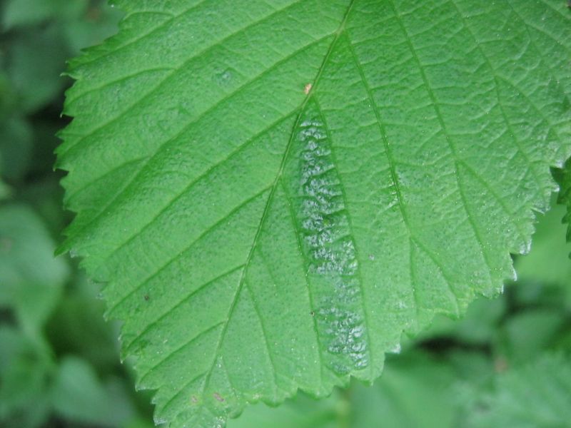 Fenusa ulmi? - Naturbasen