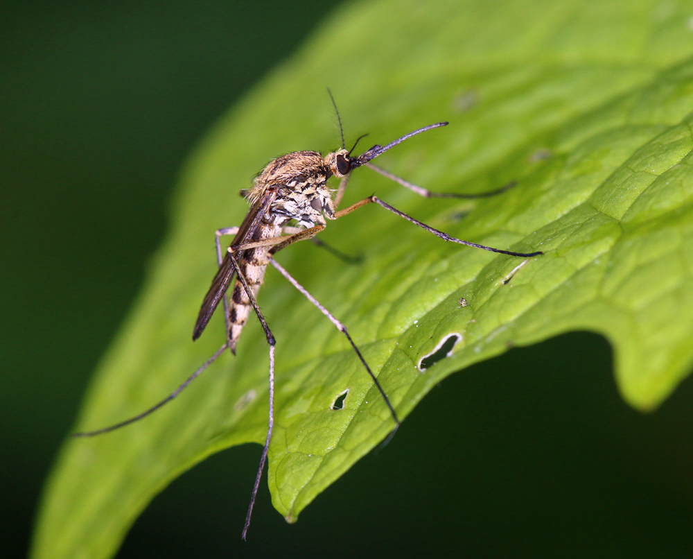Stankelben med lang snabel ?? - Naturbasen