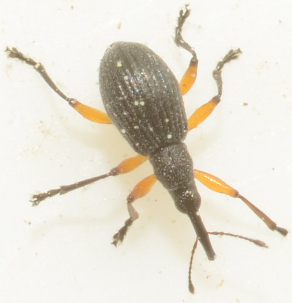 Hvilken Apion? - Naturbasen