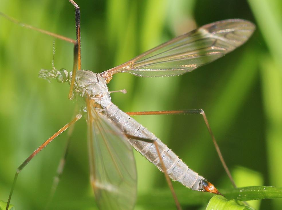 Tipula luna? - Naturbasen