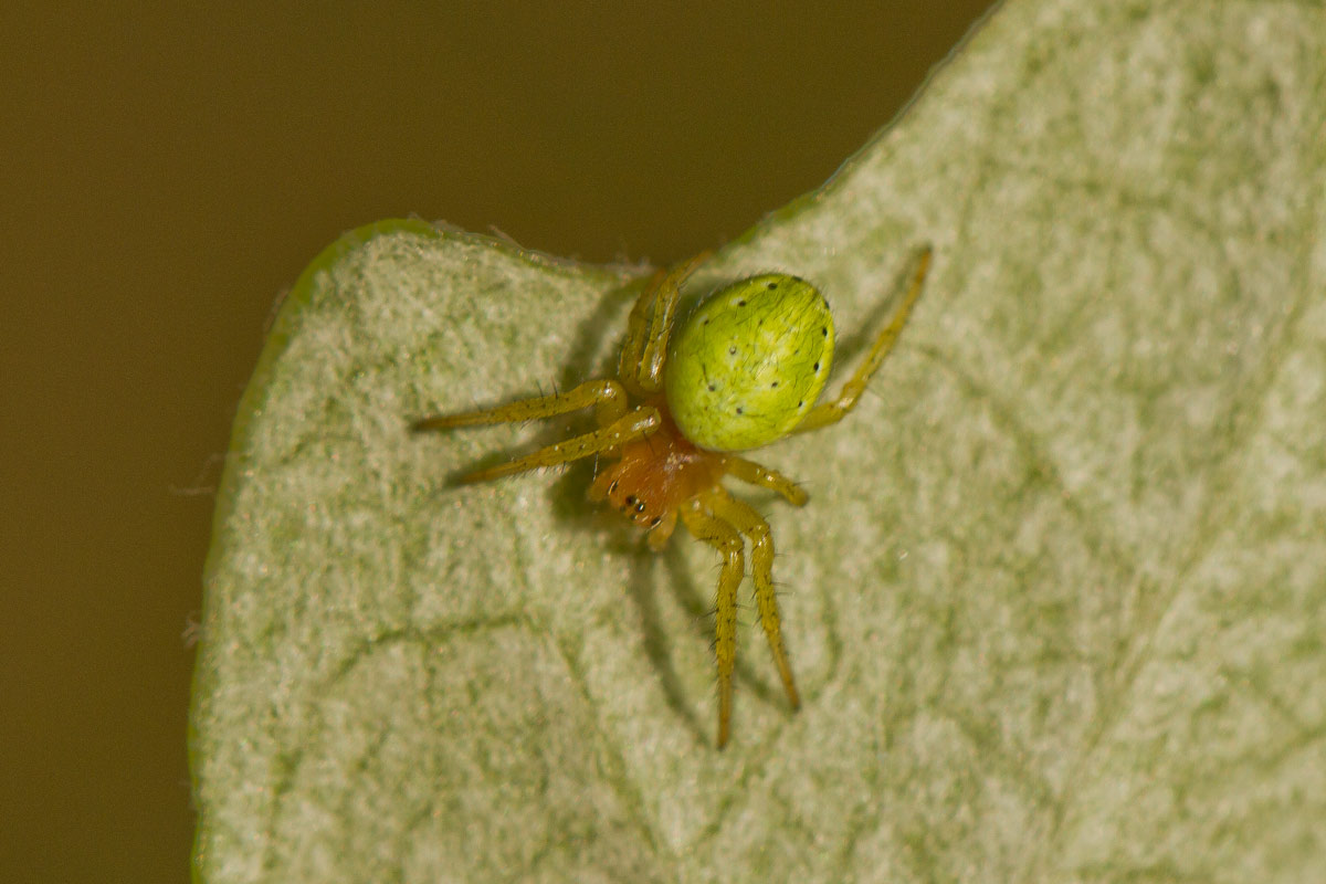 Hvilken grøn edderkop? - Naturbasen