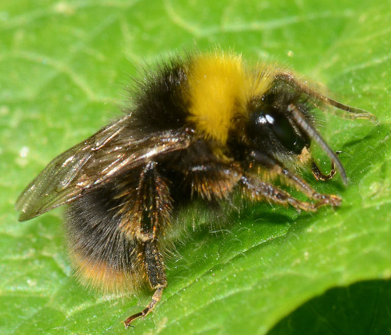 Hvad hedder bien? - Naturbasen