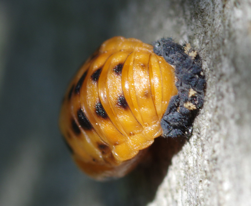 hvilken orange larve - Naturbasen