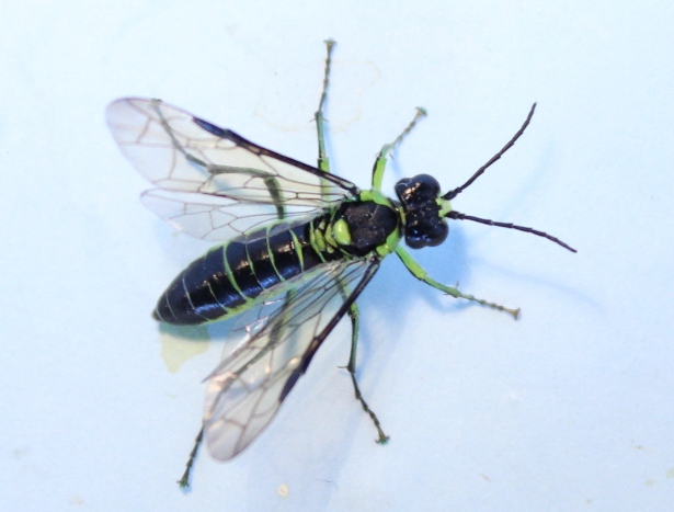 er Tenthredo mesomela rigtigt - Naturbasen