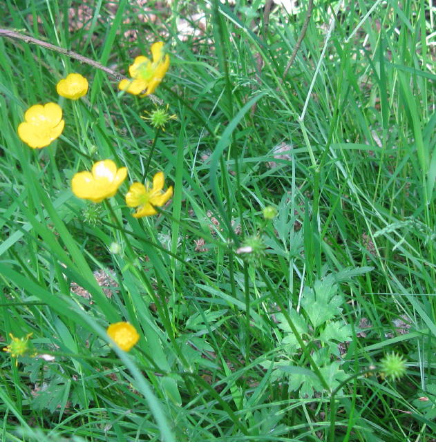 Er det Bidende Ranunkel? - Naturbasen