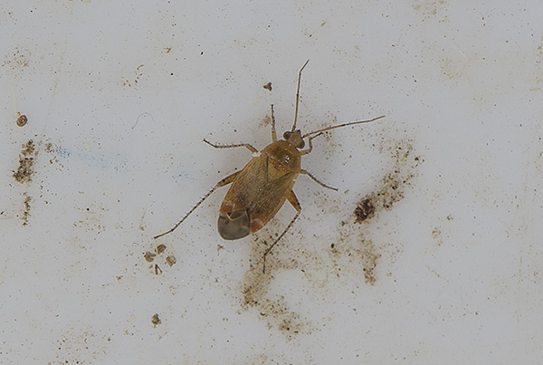 Kan dette blive til Psallus varians - Naturbasen