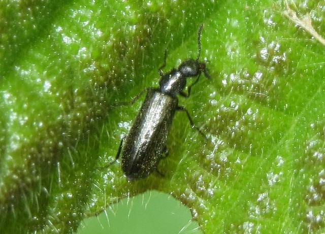 Lille bille på elm? - Naturbasen