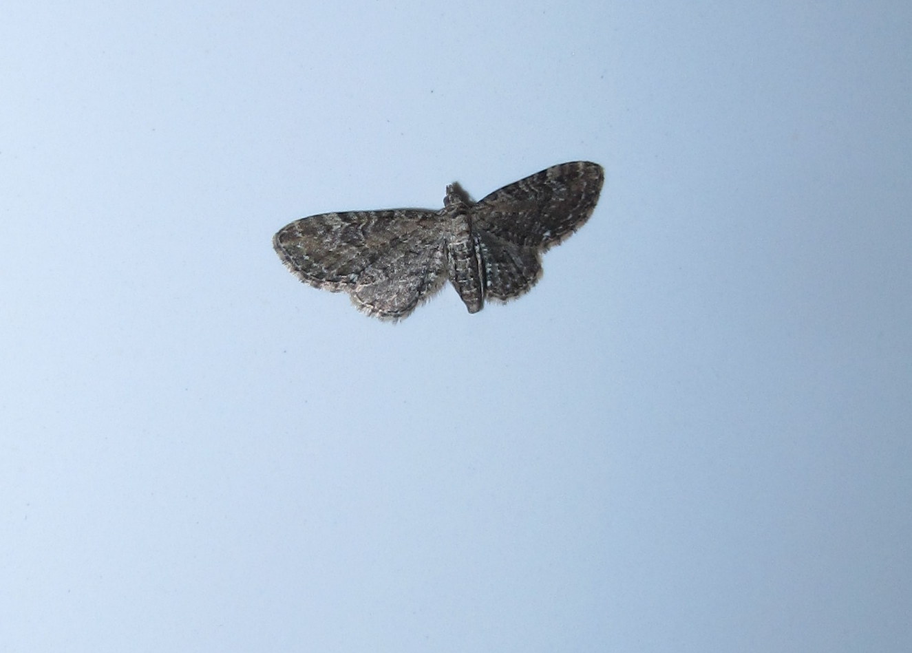 Hvilken lille flyver? - Naturbasen