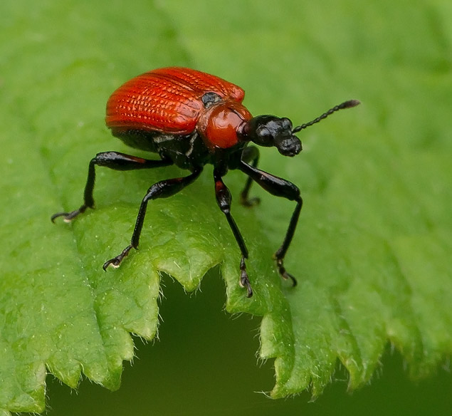 Hvilken lille rød bille? - Naturbasen