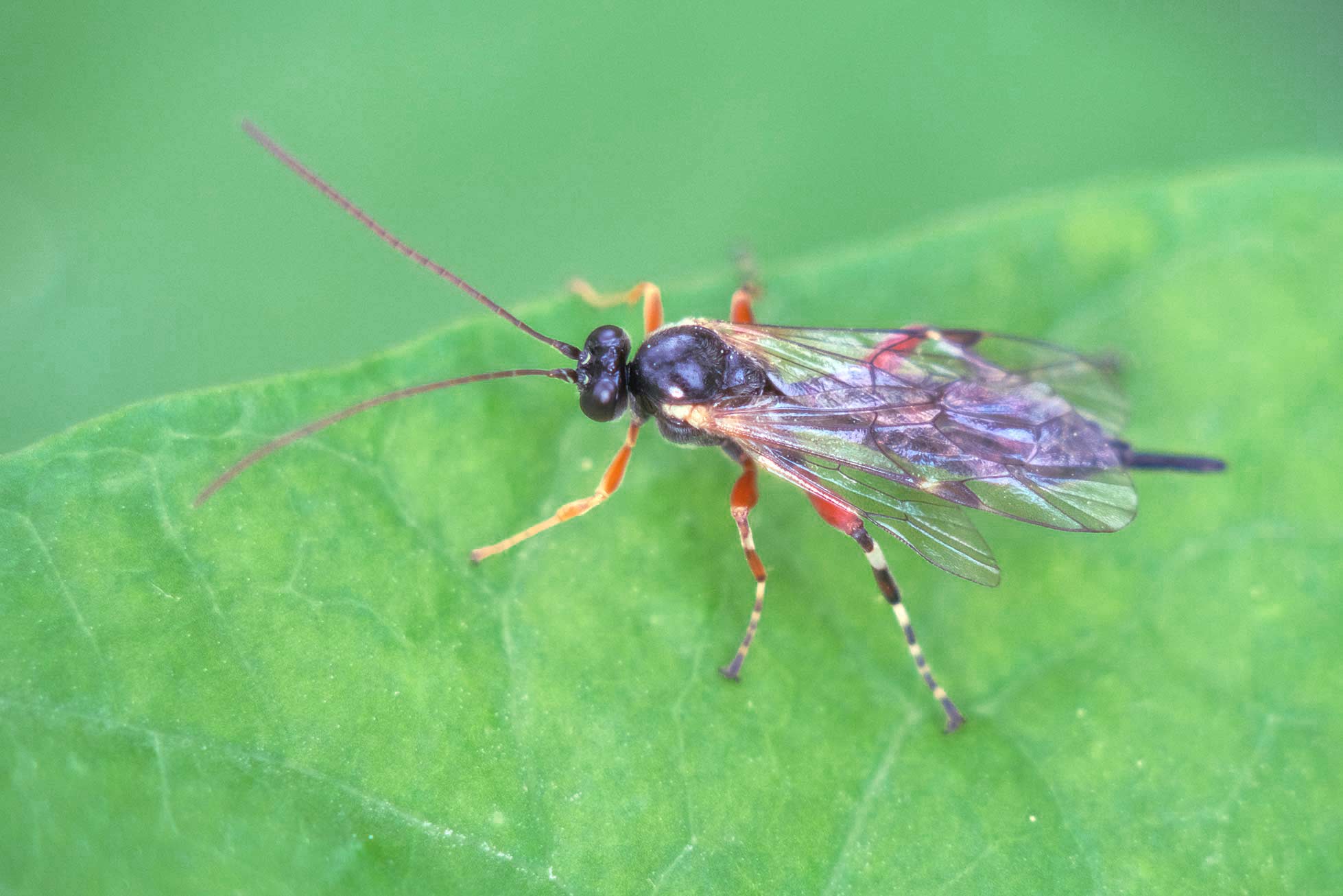 Cfr. Itoplectis maculator - Naturbasen