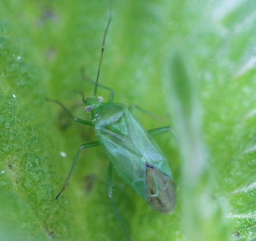 Lygocoris pabulinus? - Naturbasen