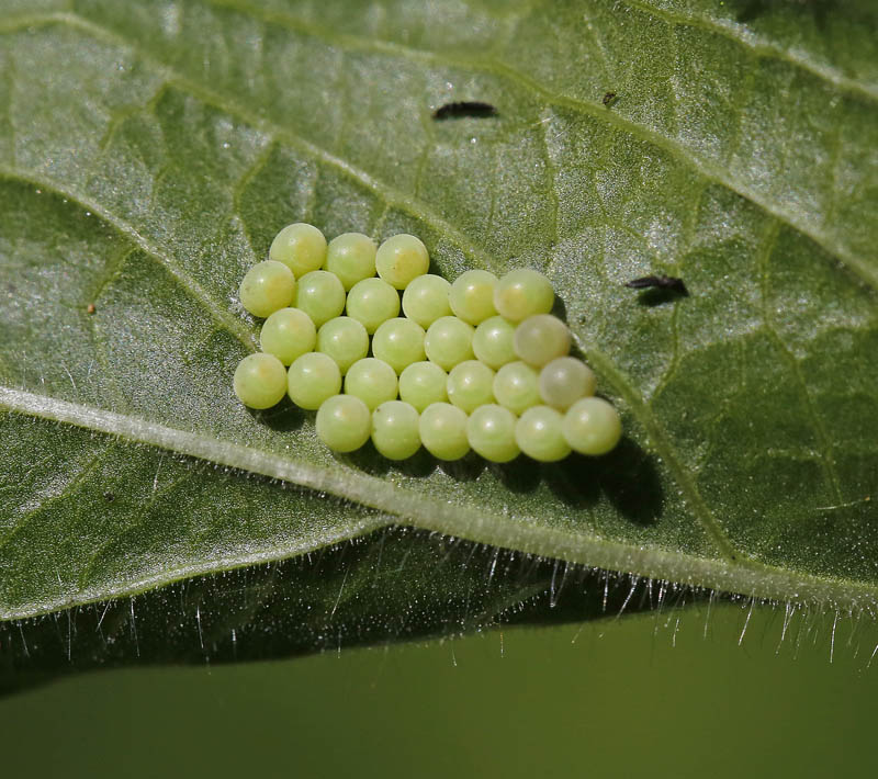 Æg på Dueurt - Naturbasen