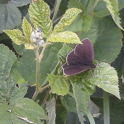 Lille sort sommerfugl med hvid rand - Naturbasen