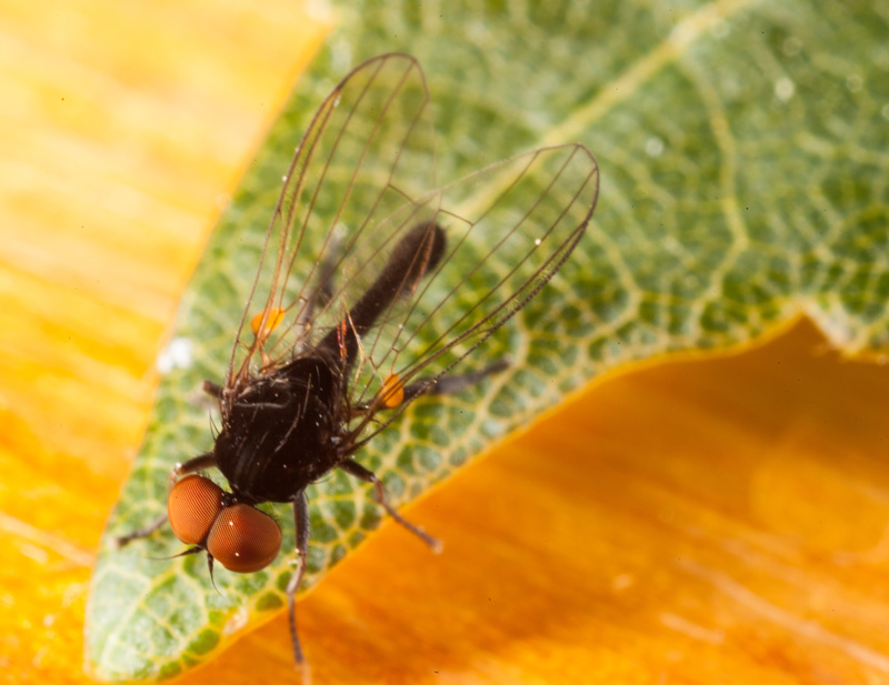 Sort flue med røde øjne? - Naturbasen